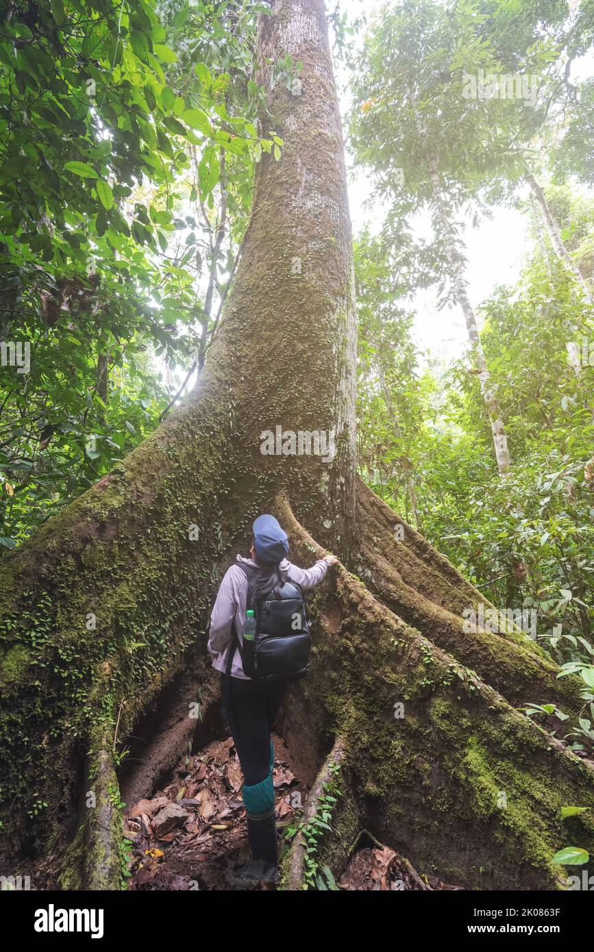 Malaysia rainforest jungle lush hi-res stock photography and images - Alamy