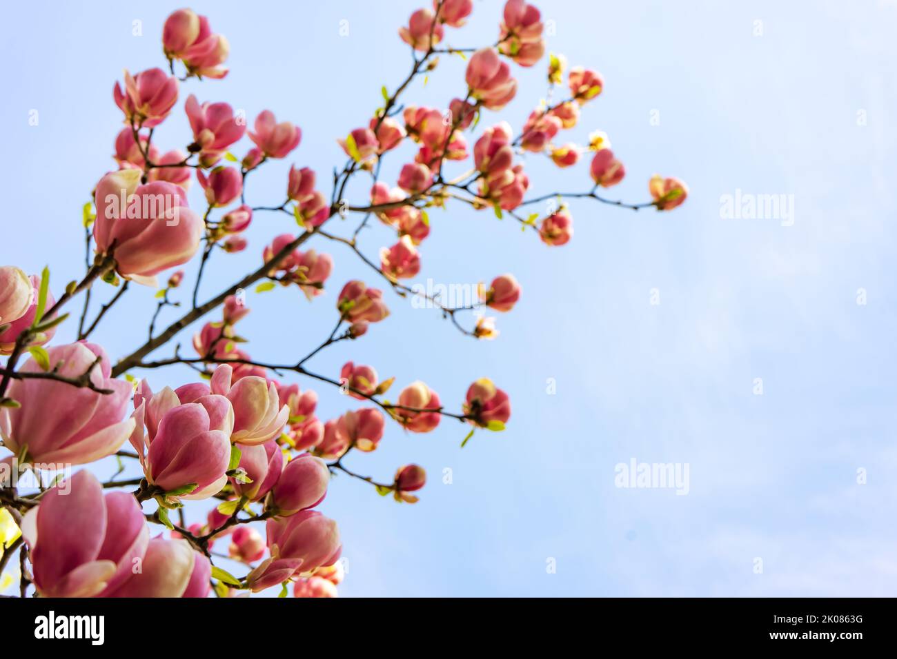 Beautiful blooming magnolia tree with pink flowers over blue sky. Close ...