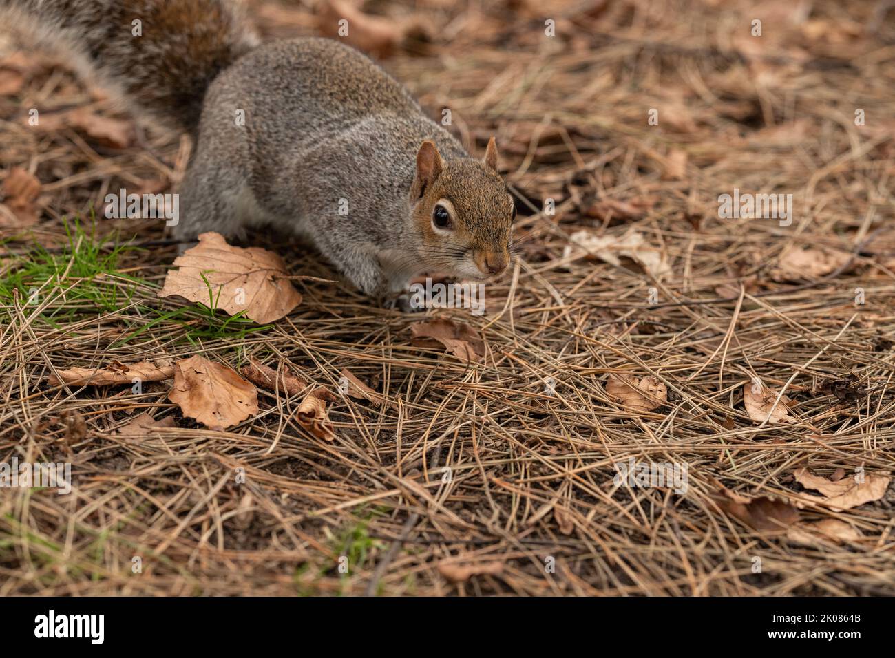 Close ups of a Grey Squirrel foraging on the ground in a park and ...