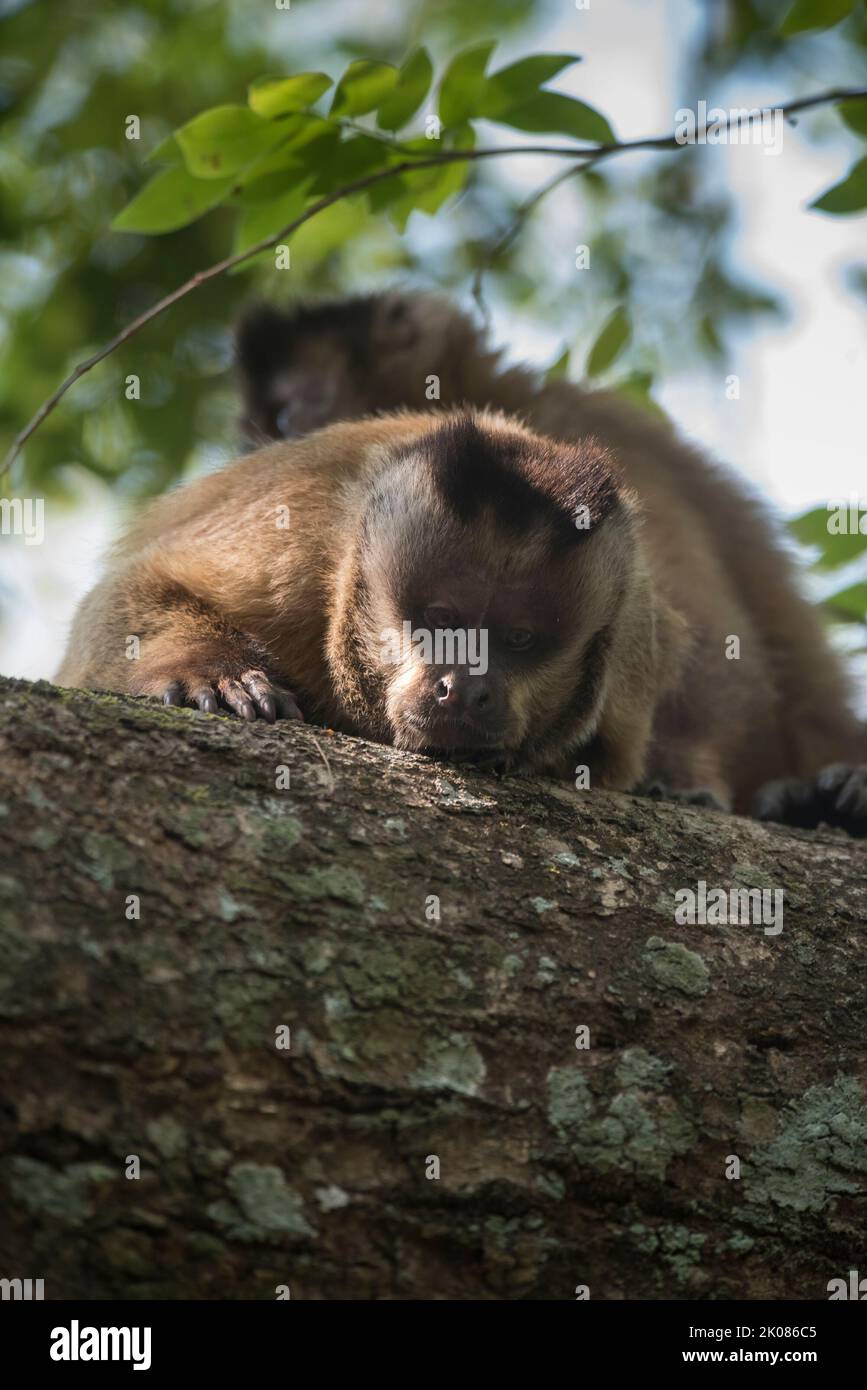 Brown striped tufted capuchin hi-res stock photography and images - Alamy