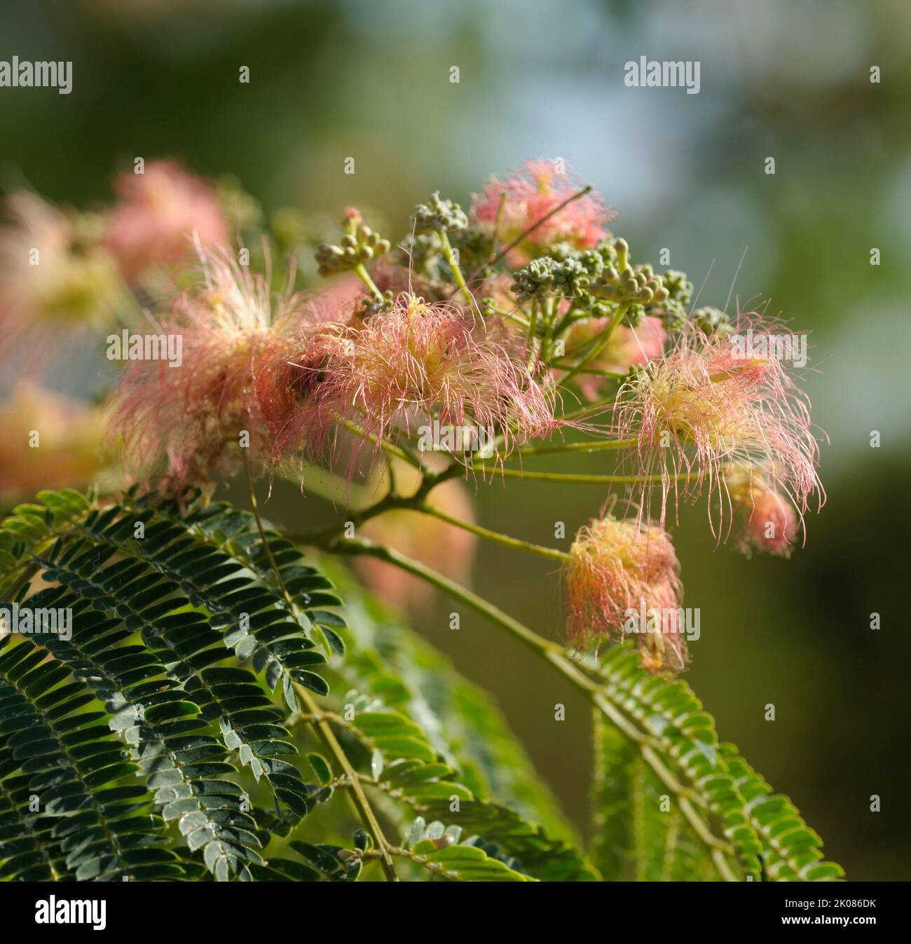 Persian silk tree, Albizia julibrissin, flowering in the garden Stock ...
