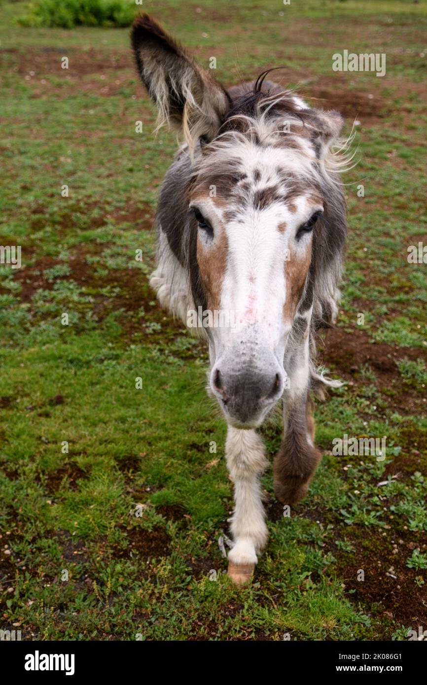 Donkey face hi-res stock photography and images - Alamy