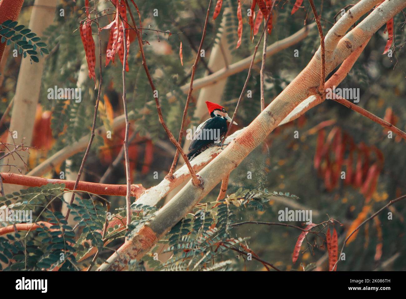 Brazilian bird hi-res stock photography and images - Alamy