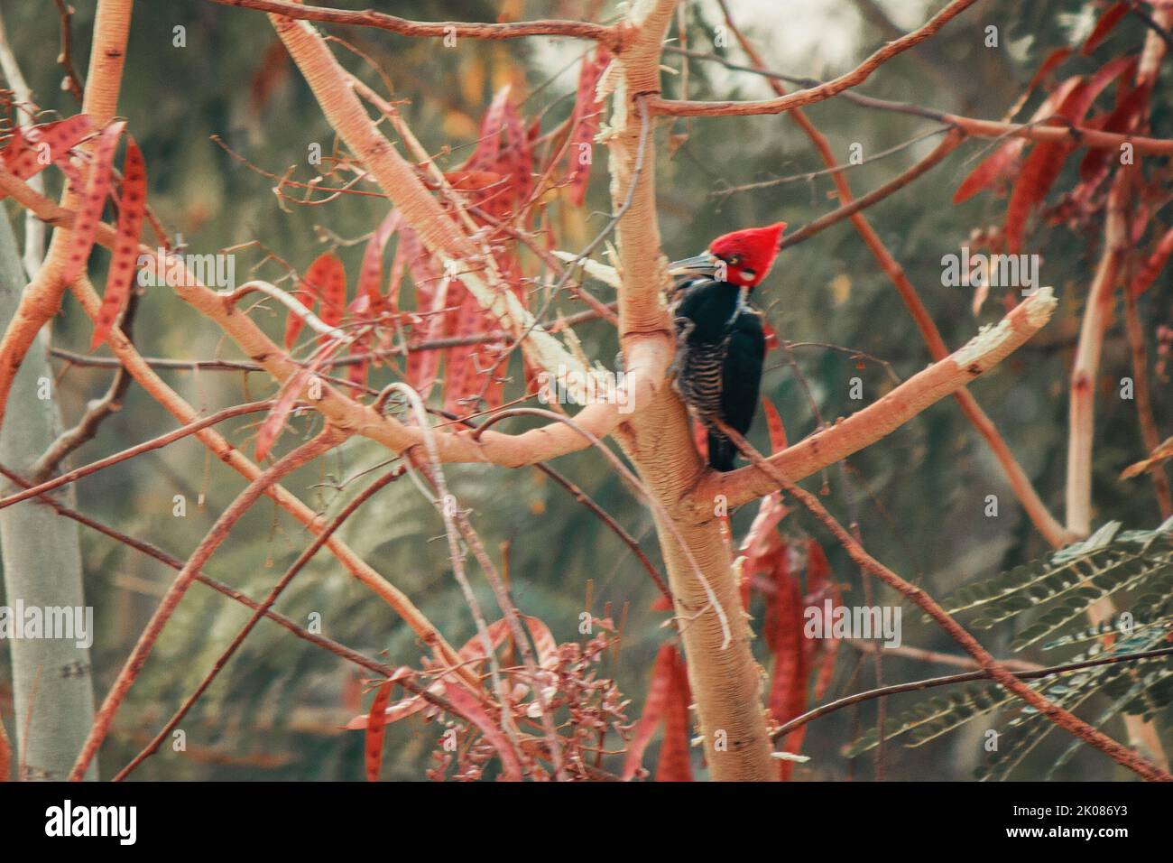 Brazilian bird hi-res stock photography and images - Alamy