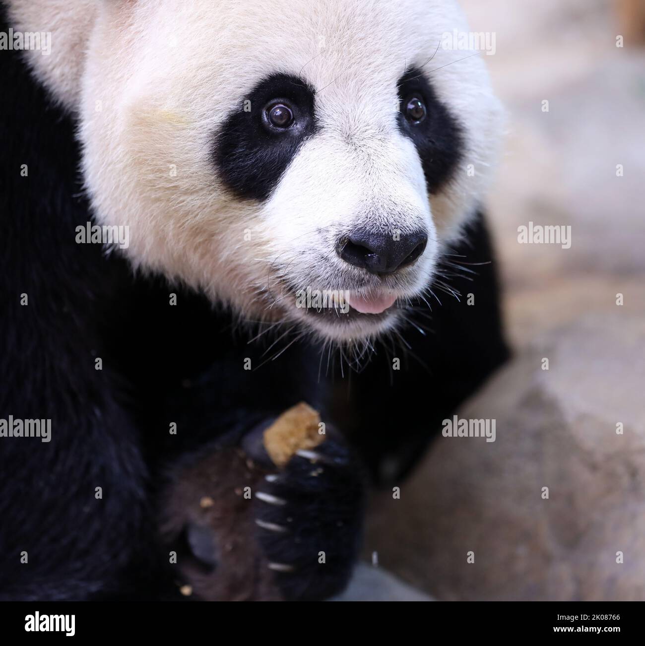 Guangzhou, China's Guangdong Province. 9th Sep, 2022. Giant panda ...