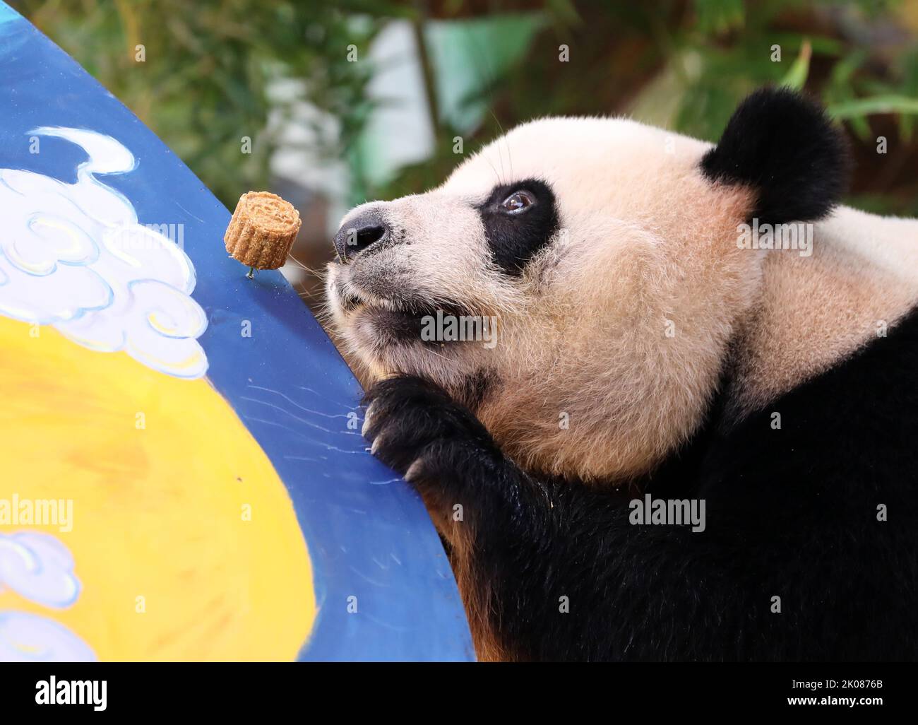 Guangzhou, China's Guangdong Province. 9th Sep, 2022. Giant panda ...
