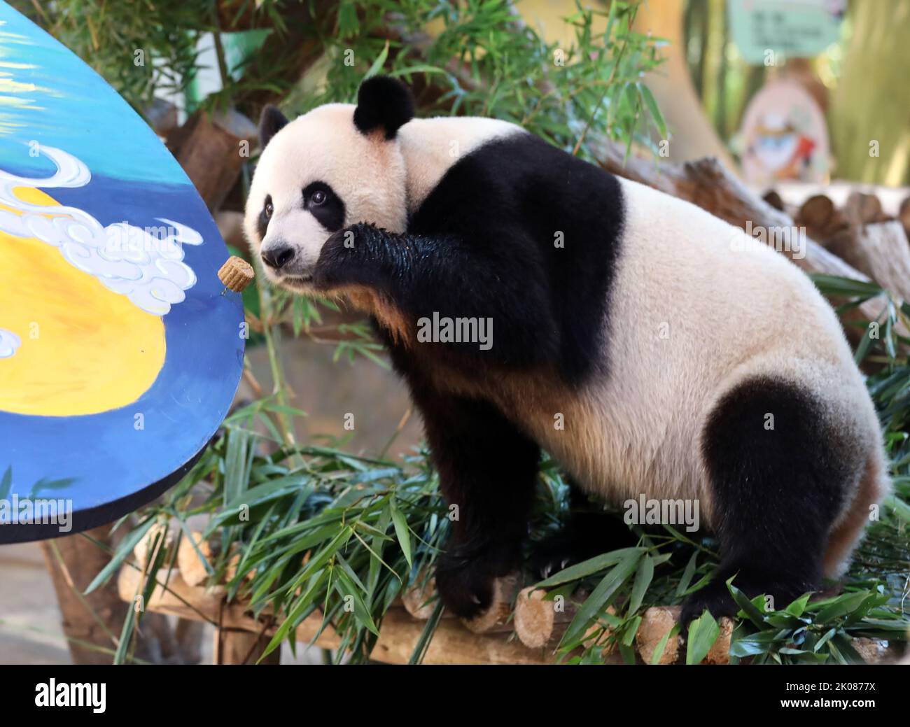 Giant mooncake hi-res stock photography and images - Alamy