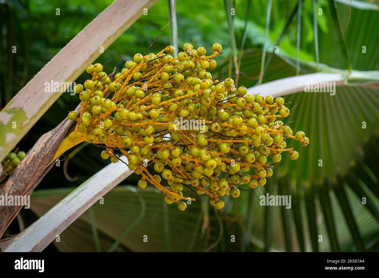 Fruits of green dates grow on a palm tree in Honduras Stock Photo - Alamy