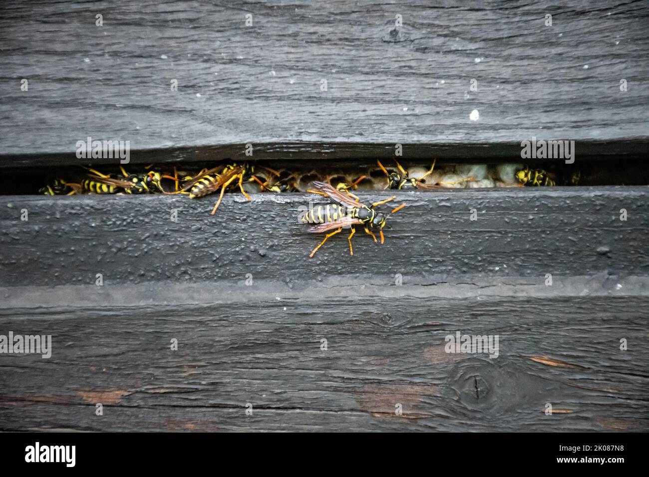 typical small nest of the paper wasp, created in the cavity of a wooden ...