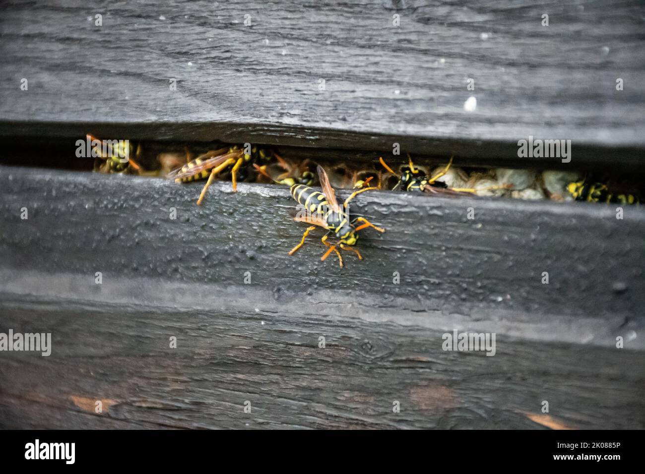 typical small nest of the paper wasp, created in the cavity of a wooden ...