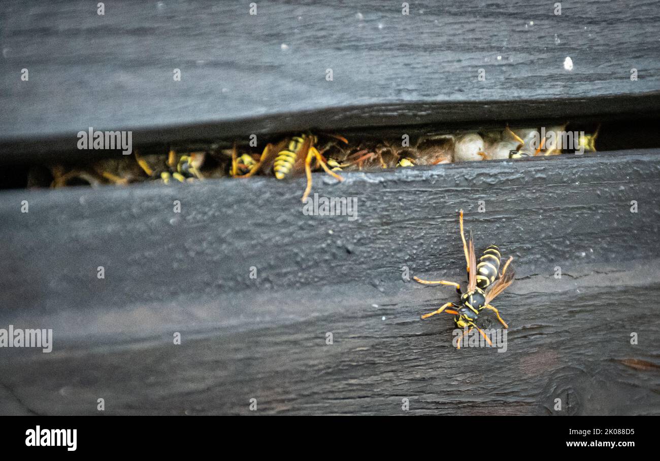 typical small nest of the paper wasp, created in the cavity of a wooden ...