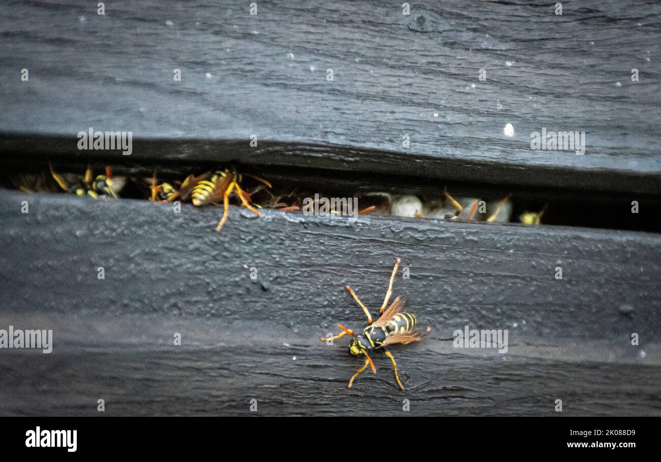 typical small nest of the paper wasp, created in the cavity of a wooden ...
