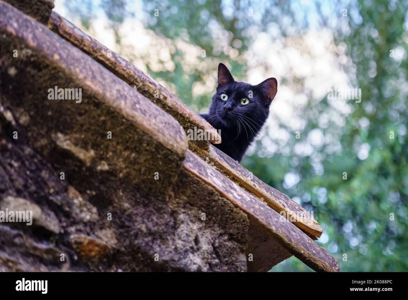 Domestic cat paw over eyes hi-res stock photography and images - Alamy