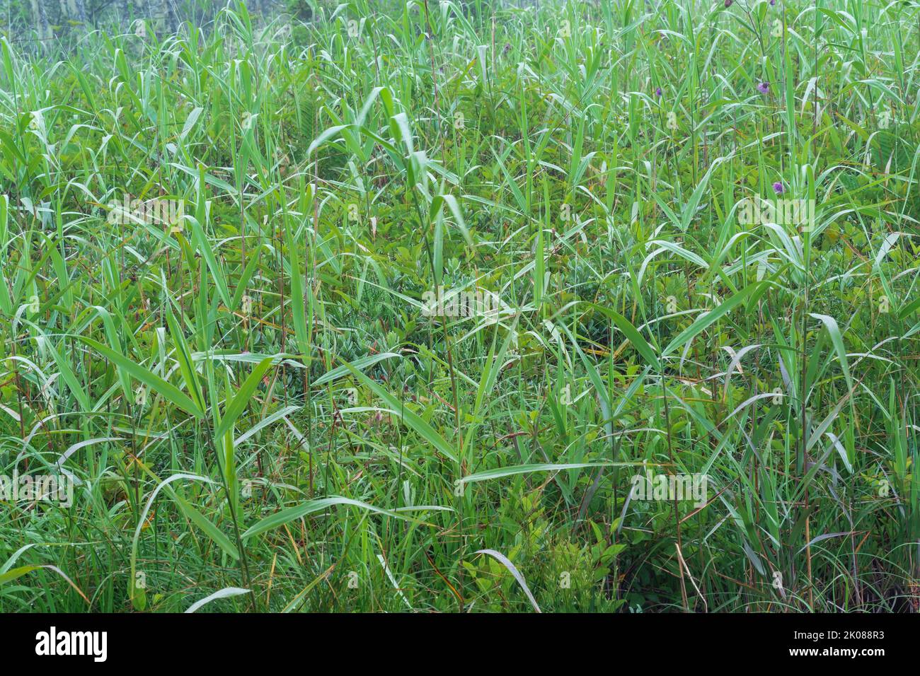 Forbs hi-res stock photography and images - Alamy