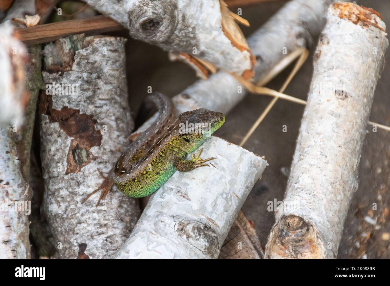 male sand lizard with beautiful green coloring resting in a pile of ...