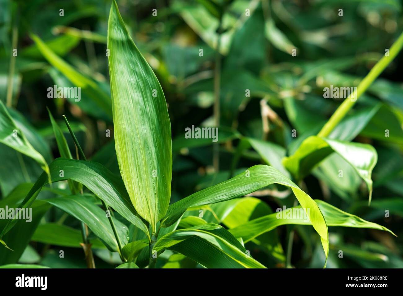 fresh leaves of young broad-leaf bamboo sasa Stock Photo - Alamy