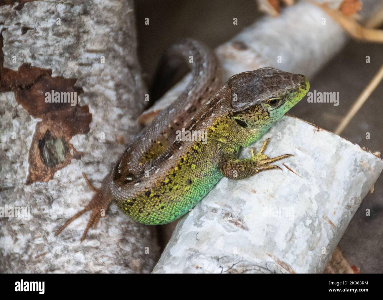 male sand lizard with beautiful green coloring resting in a pile of ...
