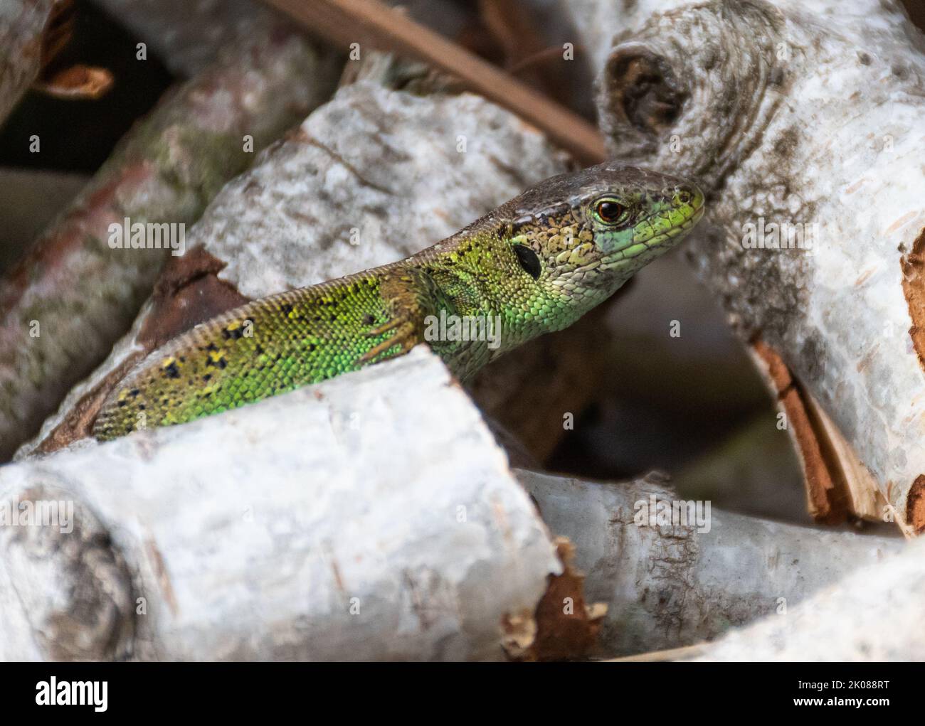 male sand lizard with beautiful green coloring resting in a pile of ...