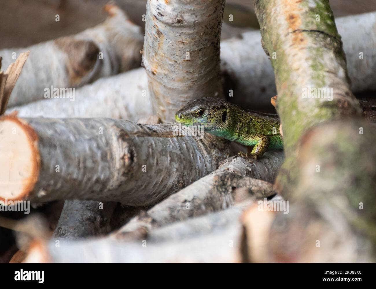 male sand lizard with beautiful green coloring resting in a pile of ...