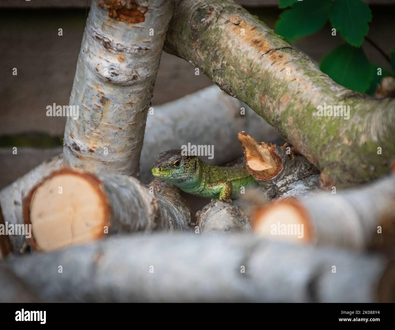 male sand lizard with beautiful green coloring resting in a pile of ...