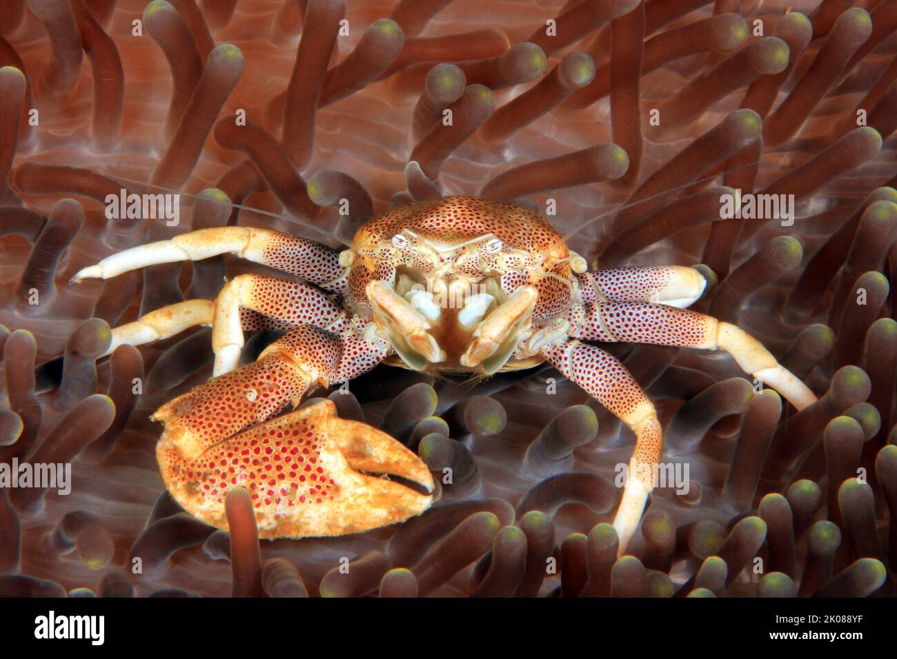 Porcelain crab in anemone hi-res stock photography and images - Alamy