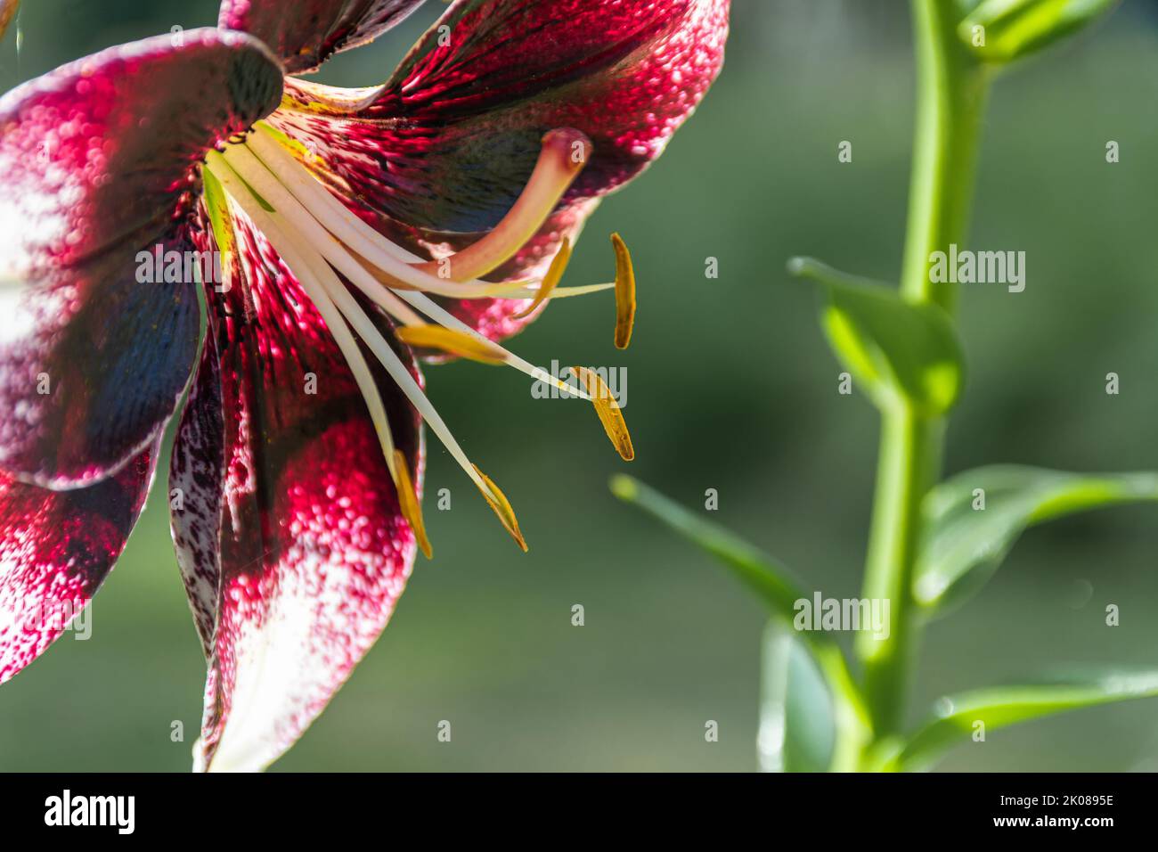 Beautiful solitary flower of a dark red lily Stock Photo - Alamy