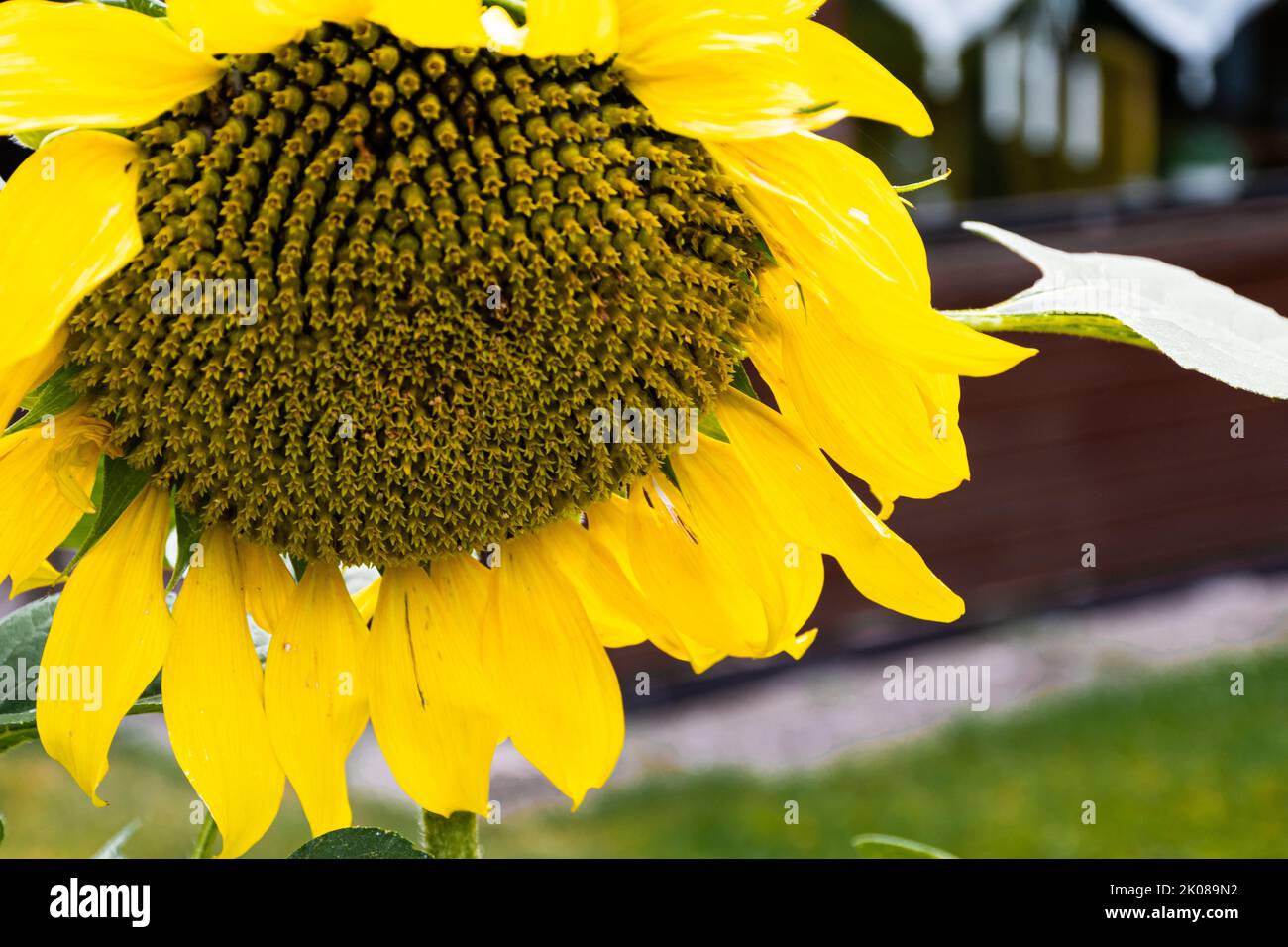 Sunflower full sun hi-res stock photography and images - Alamy