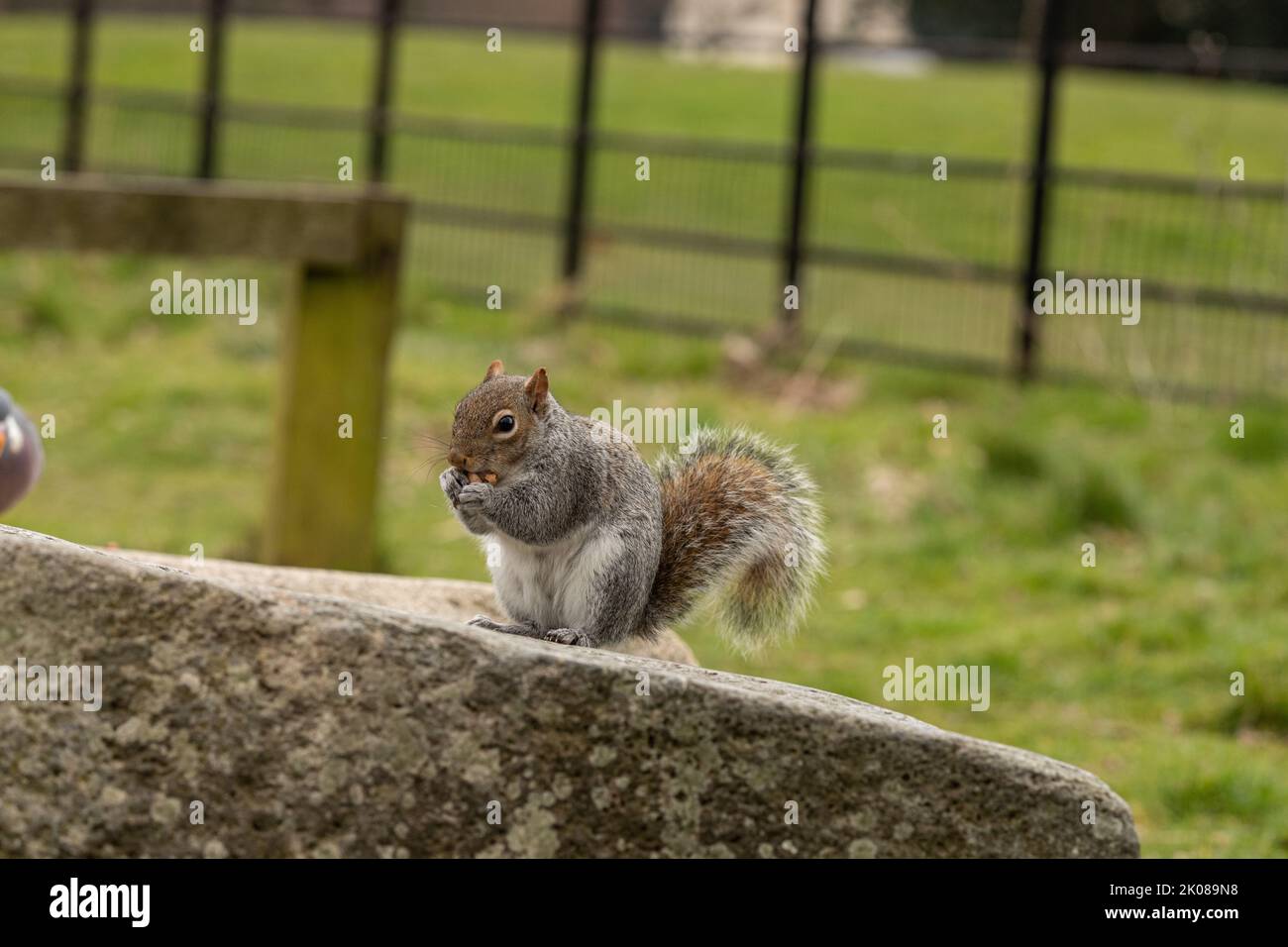 Squirrel with peanut in hands hi-res stock photography and images - Alamy