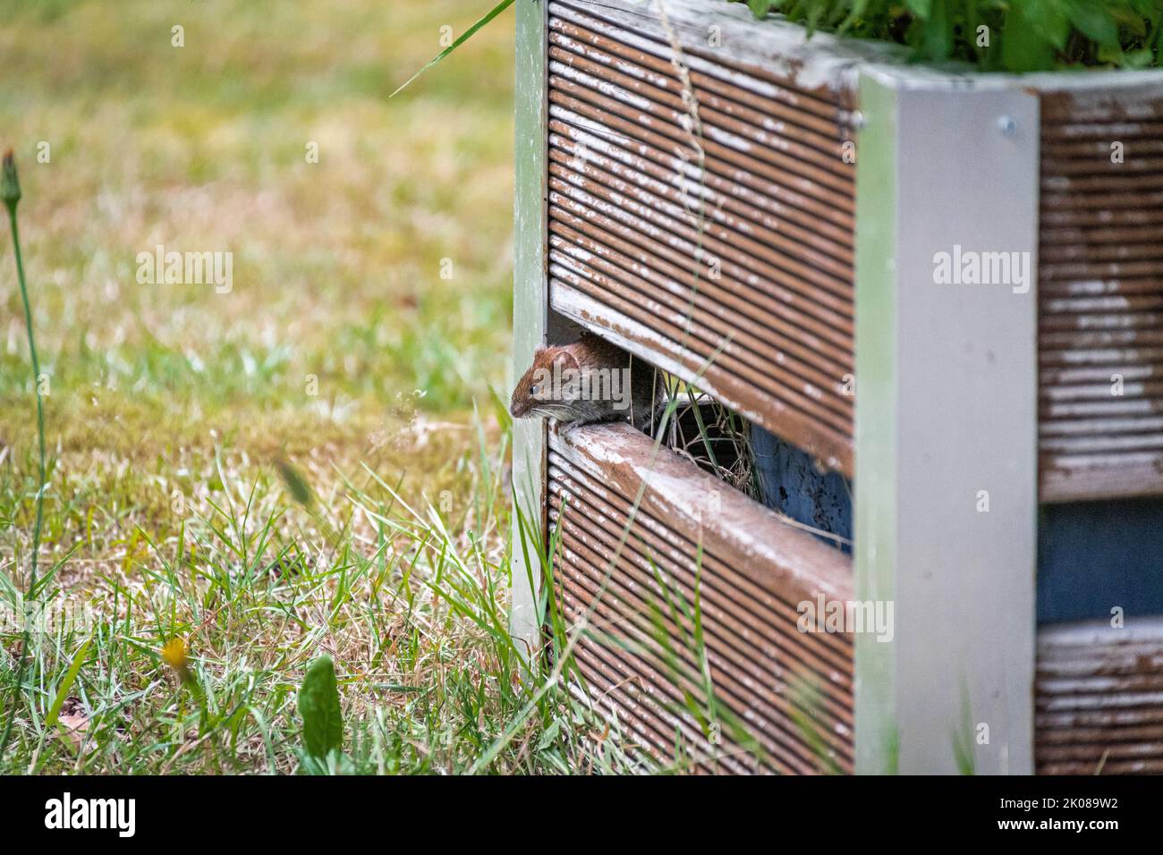 little brown mouse in the garden that just came out of a window box ...
