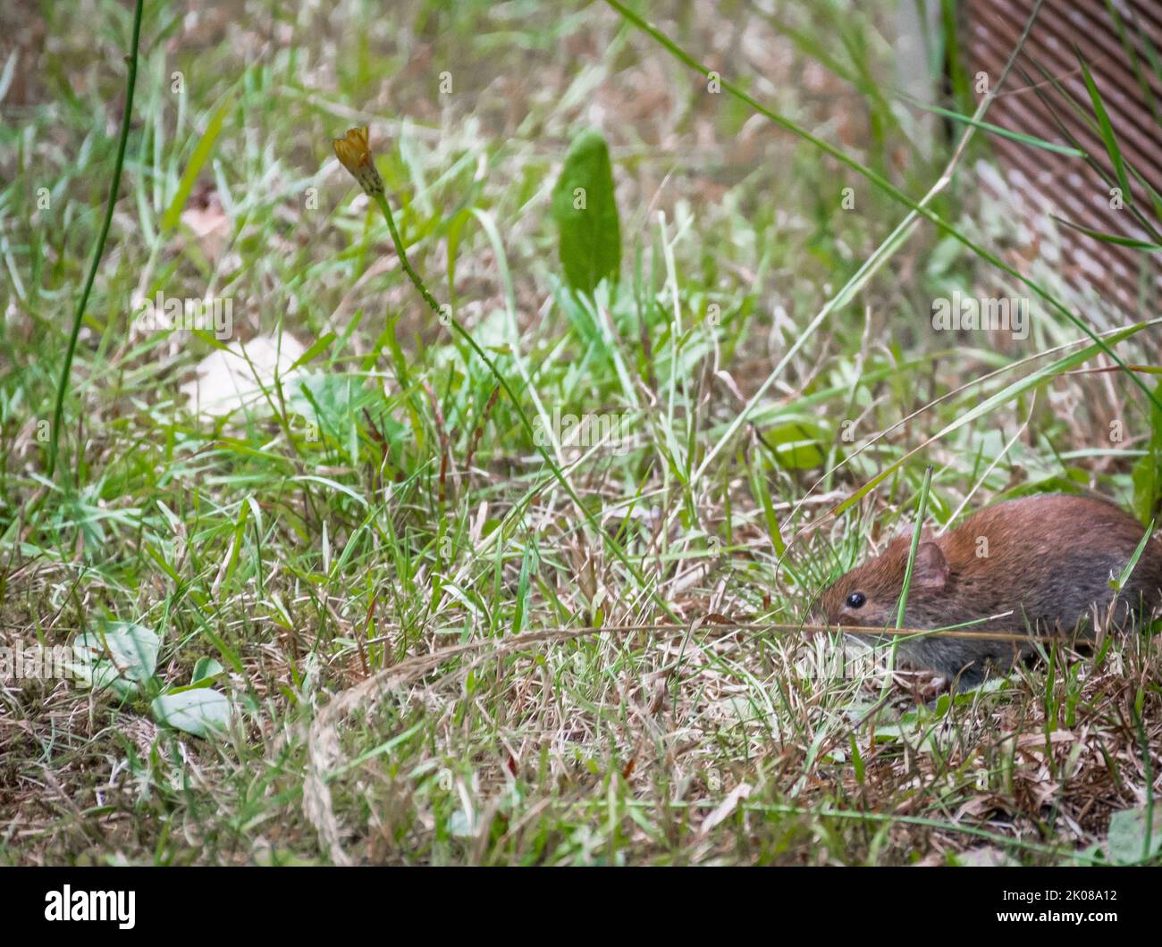 Brown mouse hi-res stock photography and images - Alamy