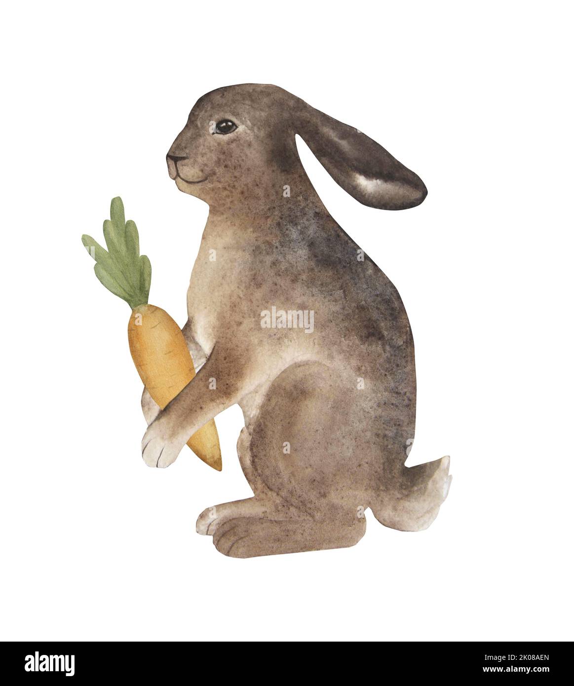 Watercolor illustration of cute rabbits with carrot Stock Photo - Alamy