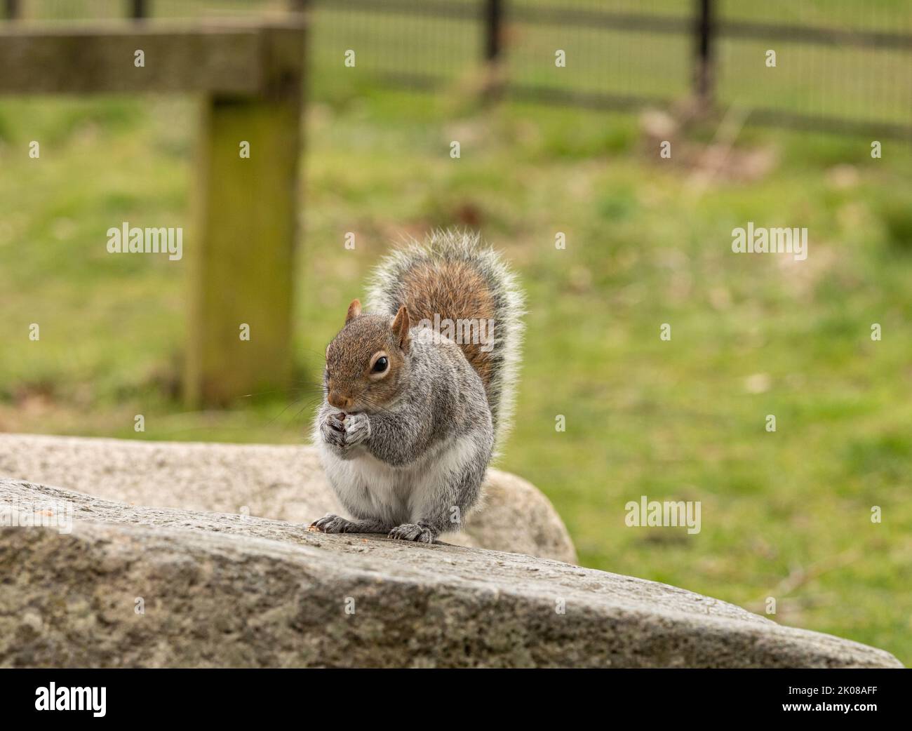 Clear image of squirrel eating peanut hi-res stock photography and ...