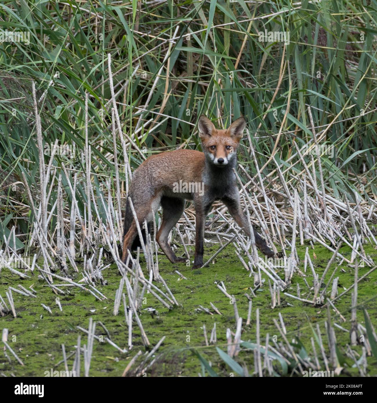 Alamy stock hi-res stock photography and images - Alamy