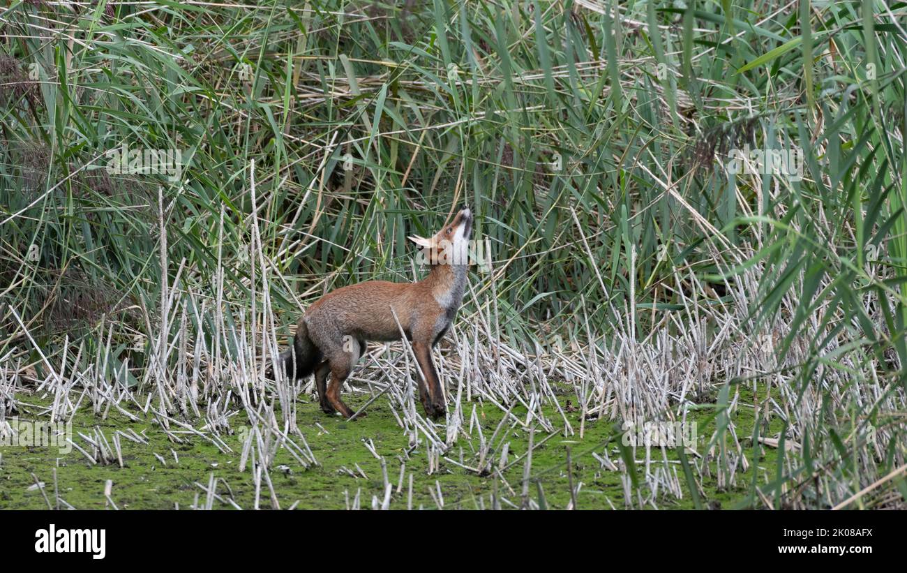 A fox on a dried up marsh, in the UK drought Stock Photo - Alamy