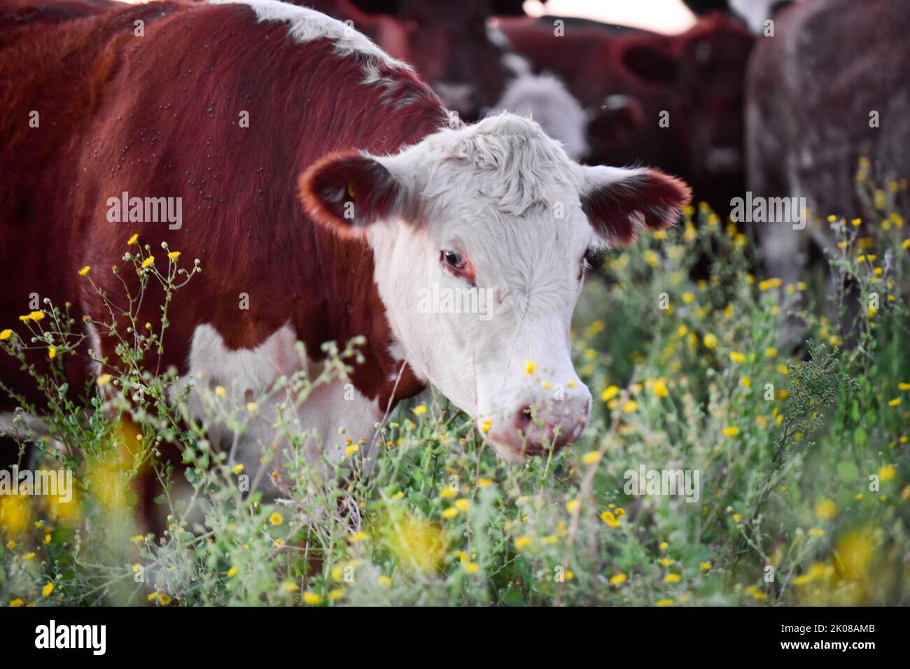 Cows raised with natural pastures, meat production in the Argentine ...