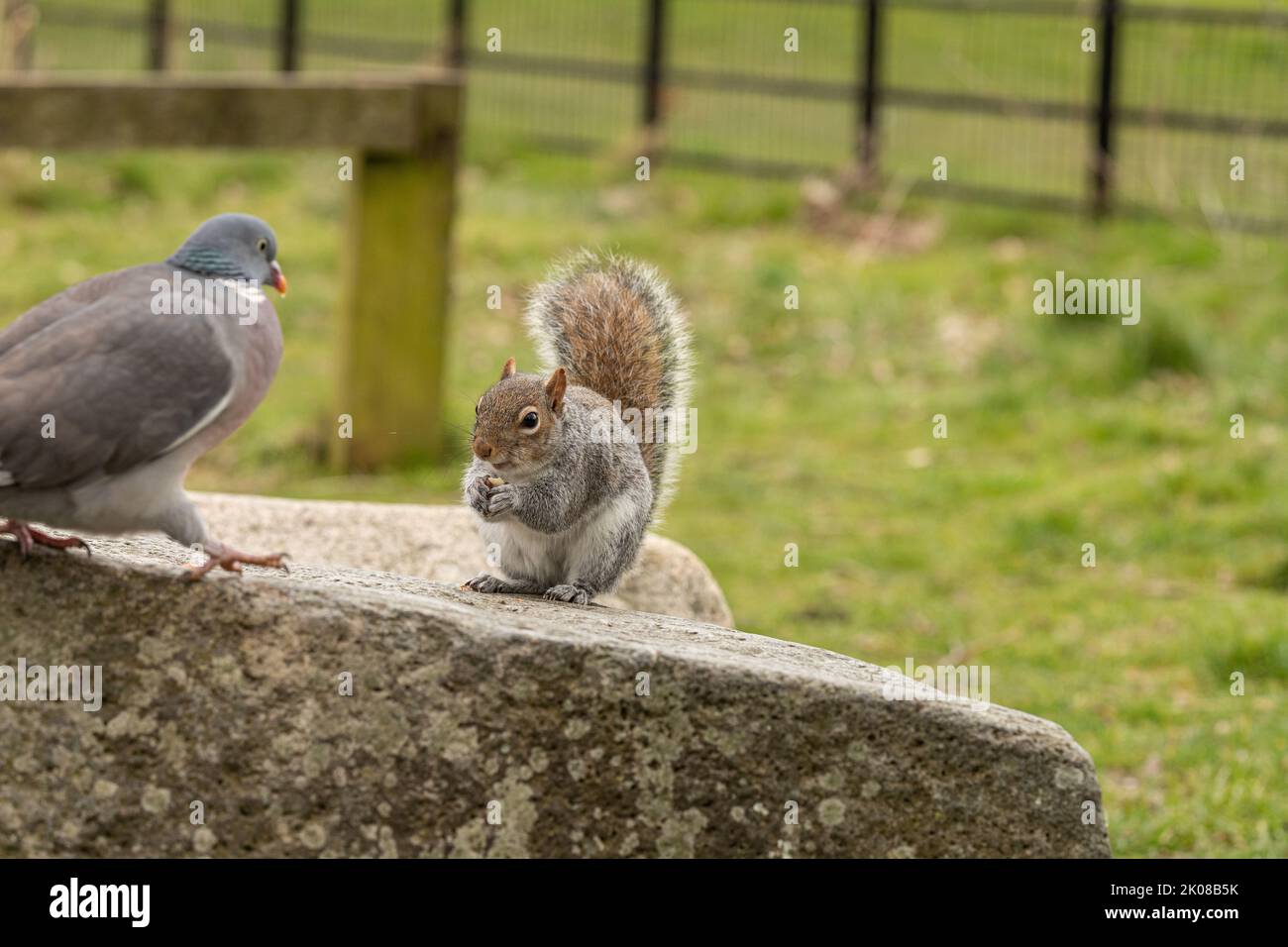 Pigeon and Squirrel have a disagreement over some peanuts Stock Photo ...