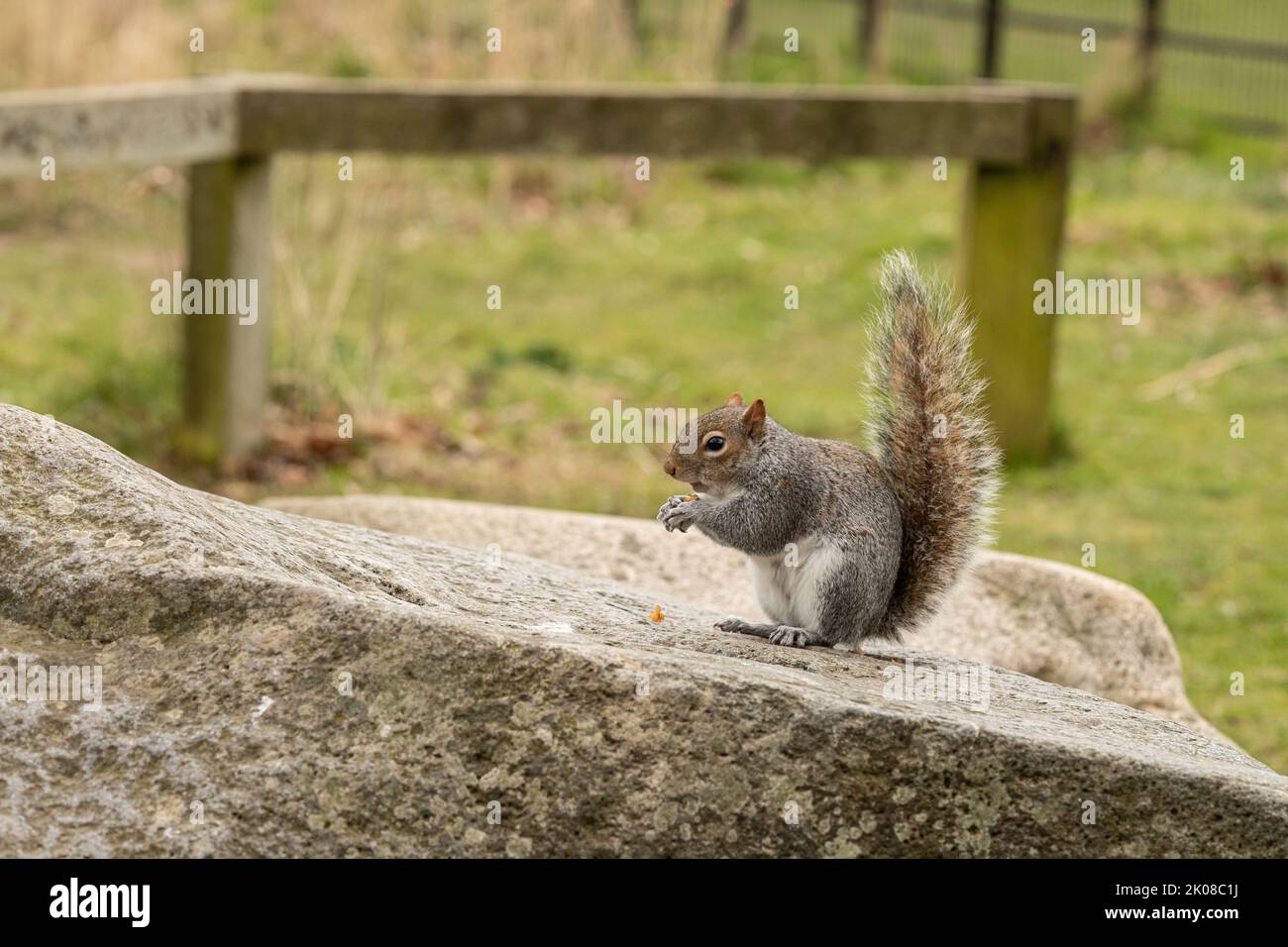 Squirrel with peanut in hands hi-res stock photography and images - Alamy