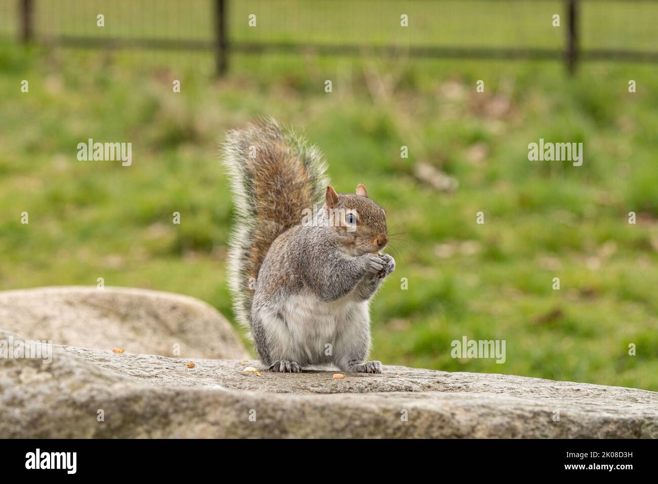 Squirrel with peanut in hands hi-res stock photography and images - Alamy