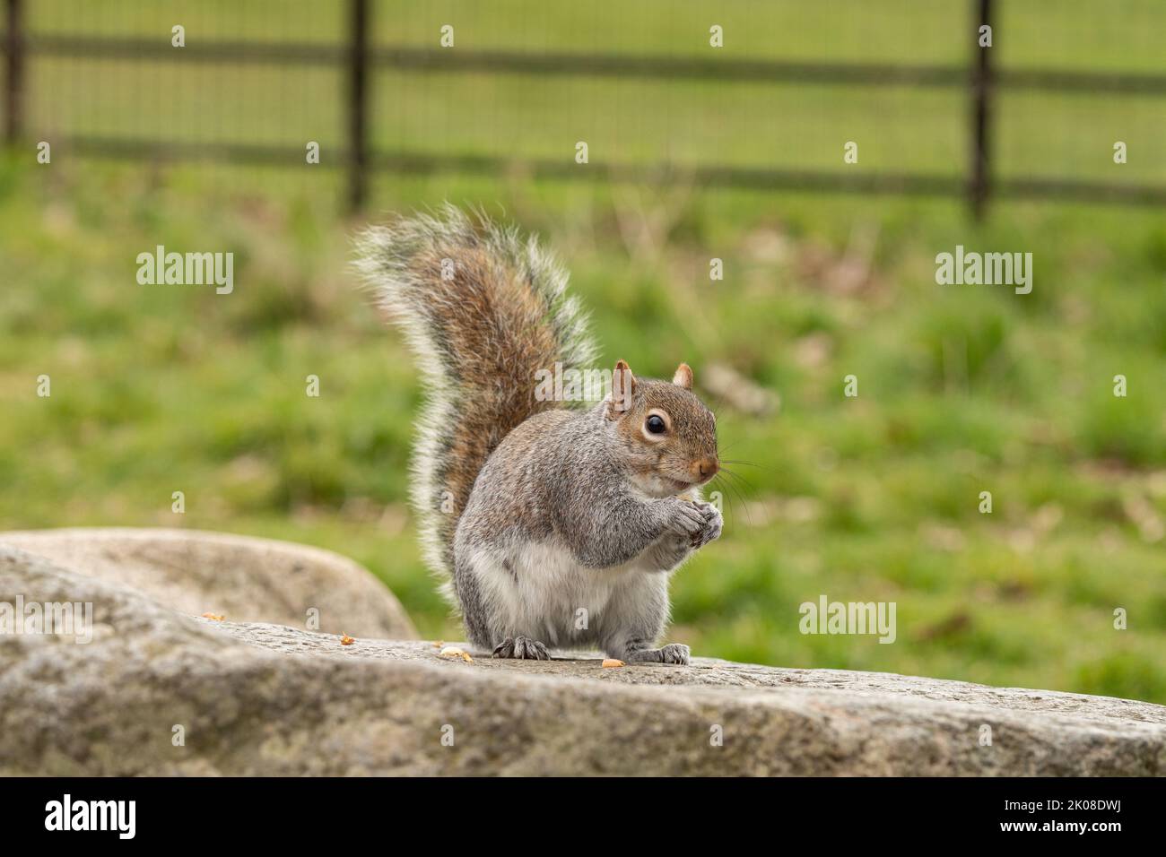 Clear image of squirrel eating peanut hi-res stock photography and ...