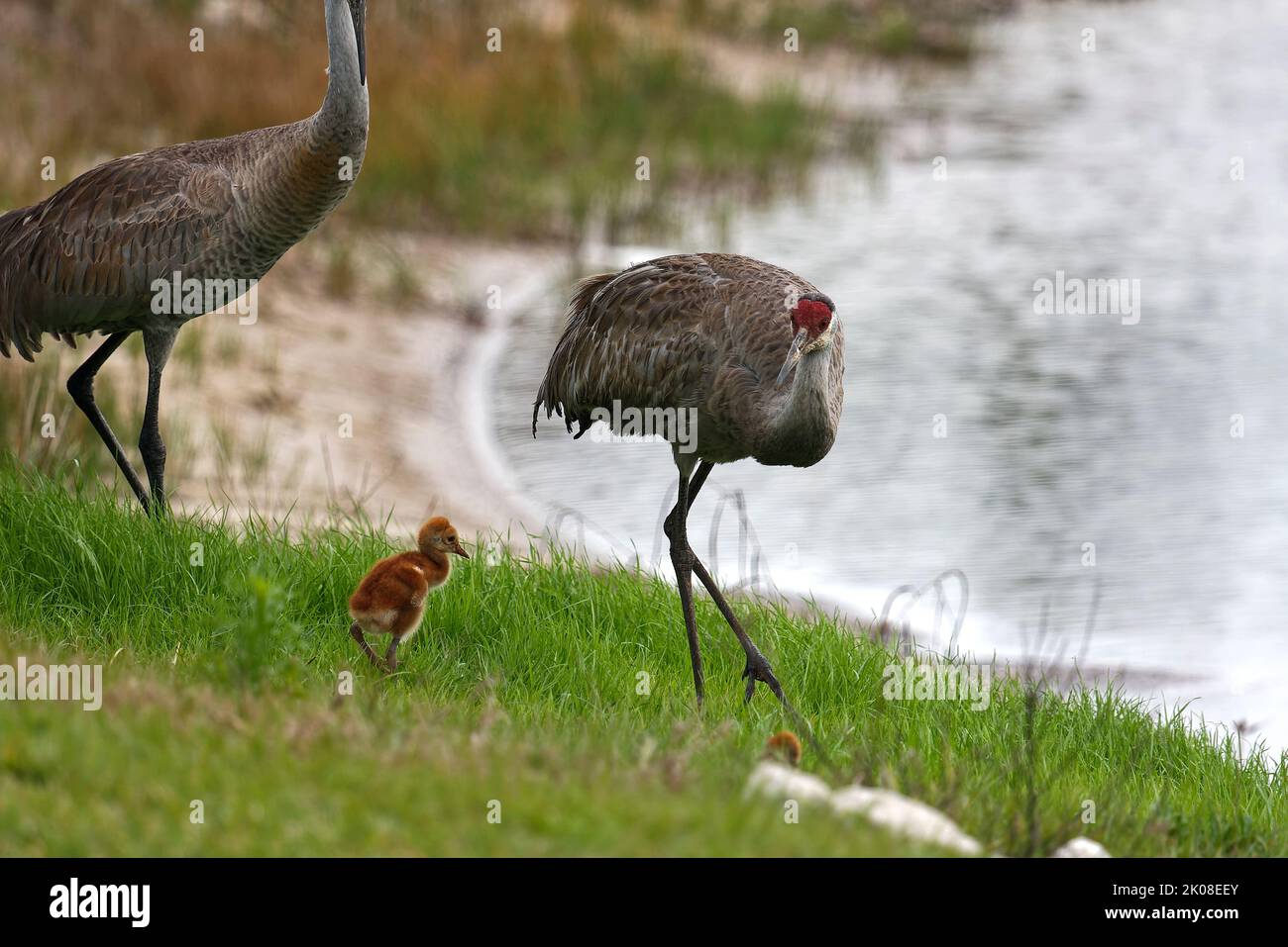 3 Sandhill cranes, adults, baby, walking, motion, backyard, large birds ...