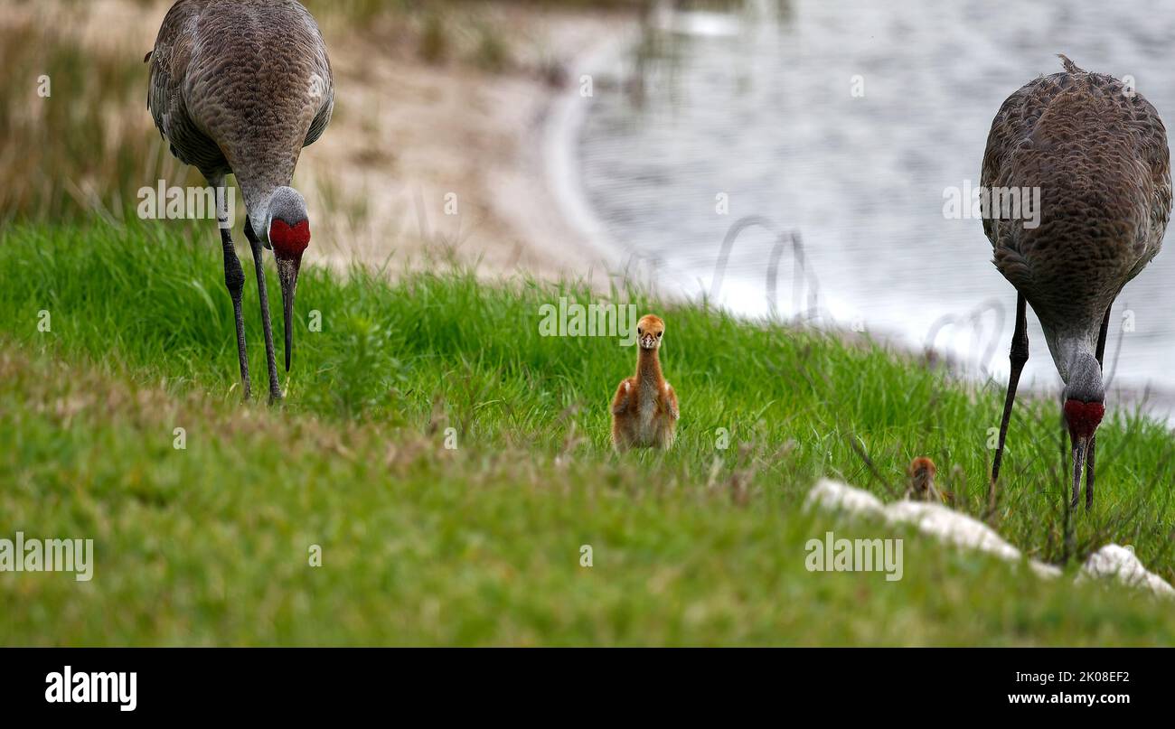 3 Sandhill cranes, adults eating, baby, backyard, large birds, wildlife ...