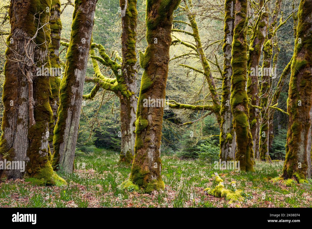 WA21980-00...WASHINGTON - Grove of moss-covered Big-Leaf maple trees in ...