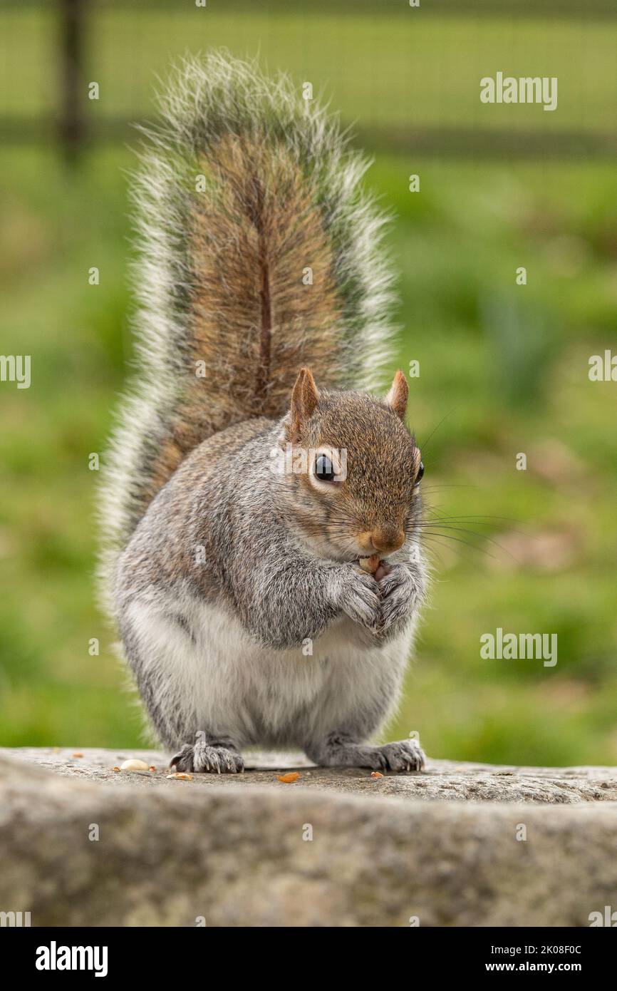 Clear image of squirrel eating peanut hi-res stock photography and ...