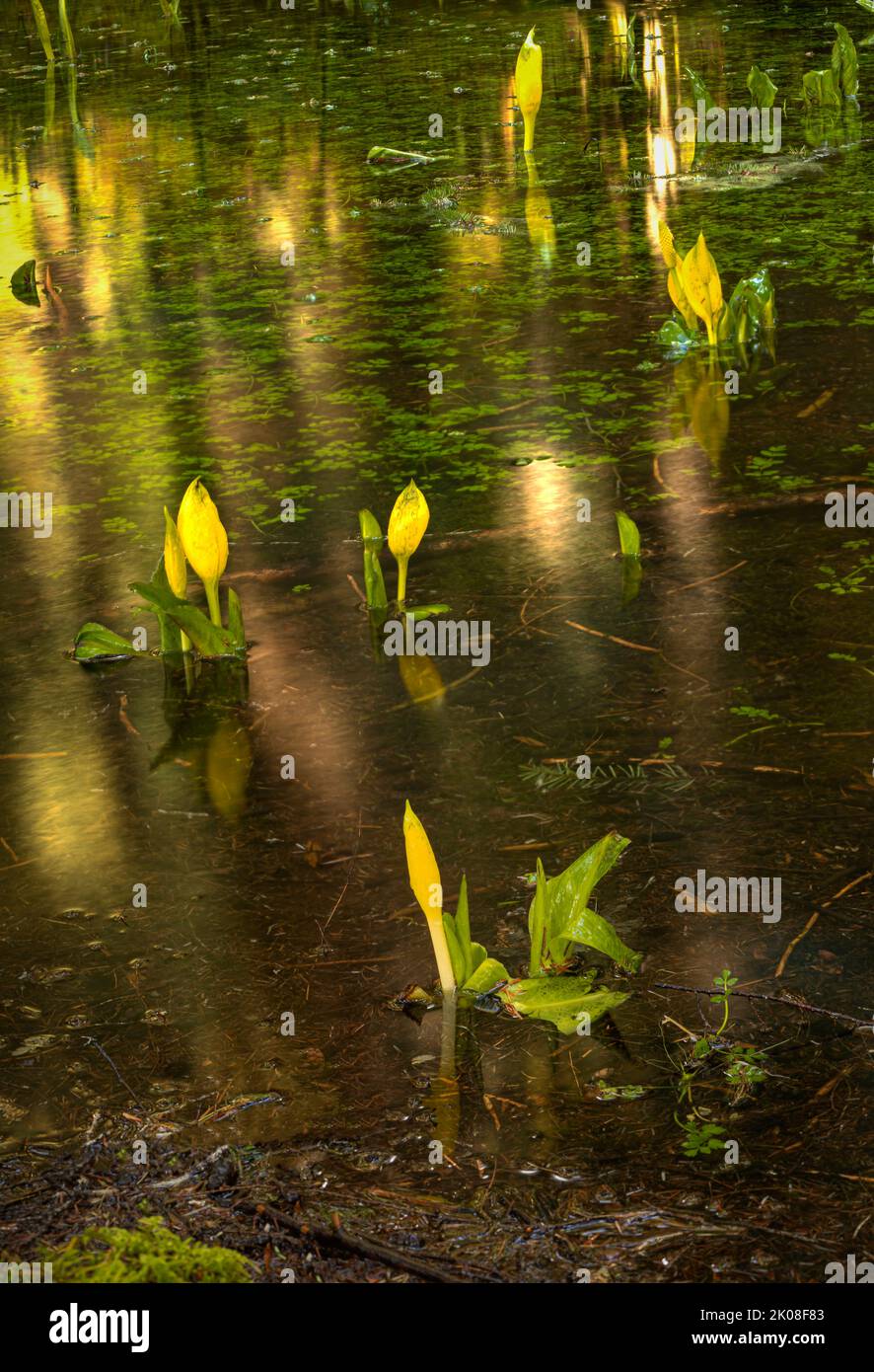 WA21992-00...WASHINGTON - Skunk cabbage blooming in a shallow pond ...