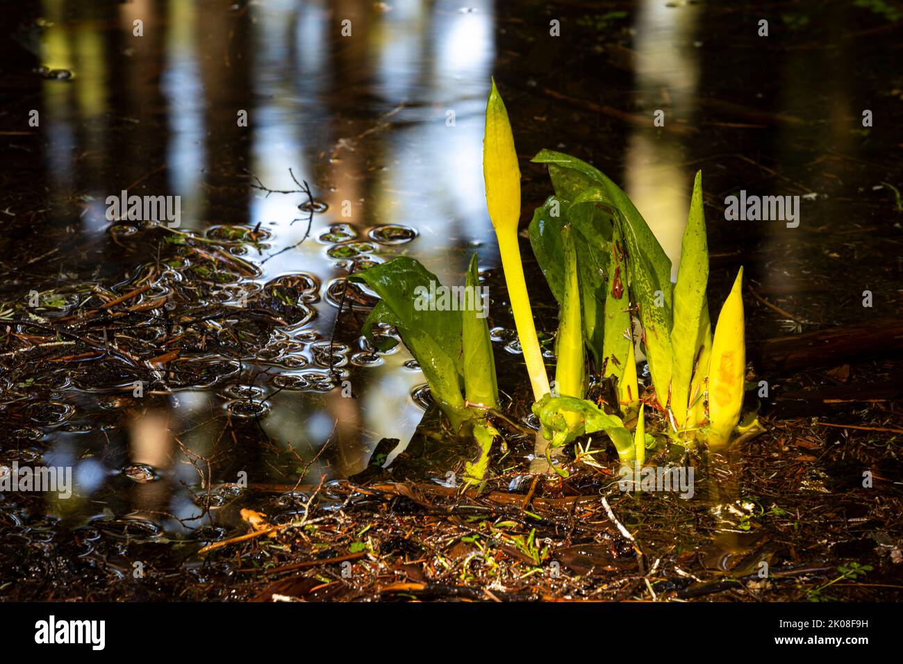 WA21995-00...WASHINGTON - Skunk cabbage blooming in a shallow pond ...