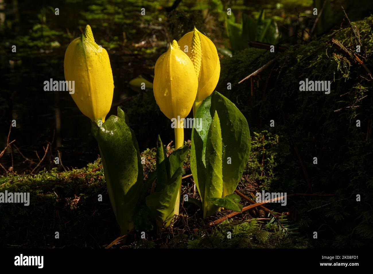 WA21997-00...WASHINGTON - Skunk cabbage blooming in a shallow pond ...
