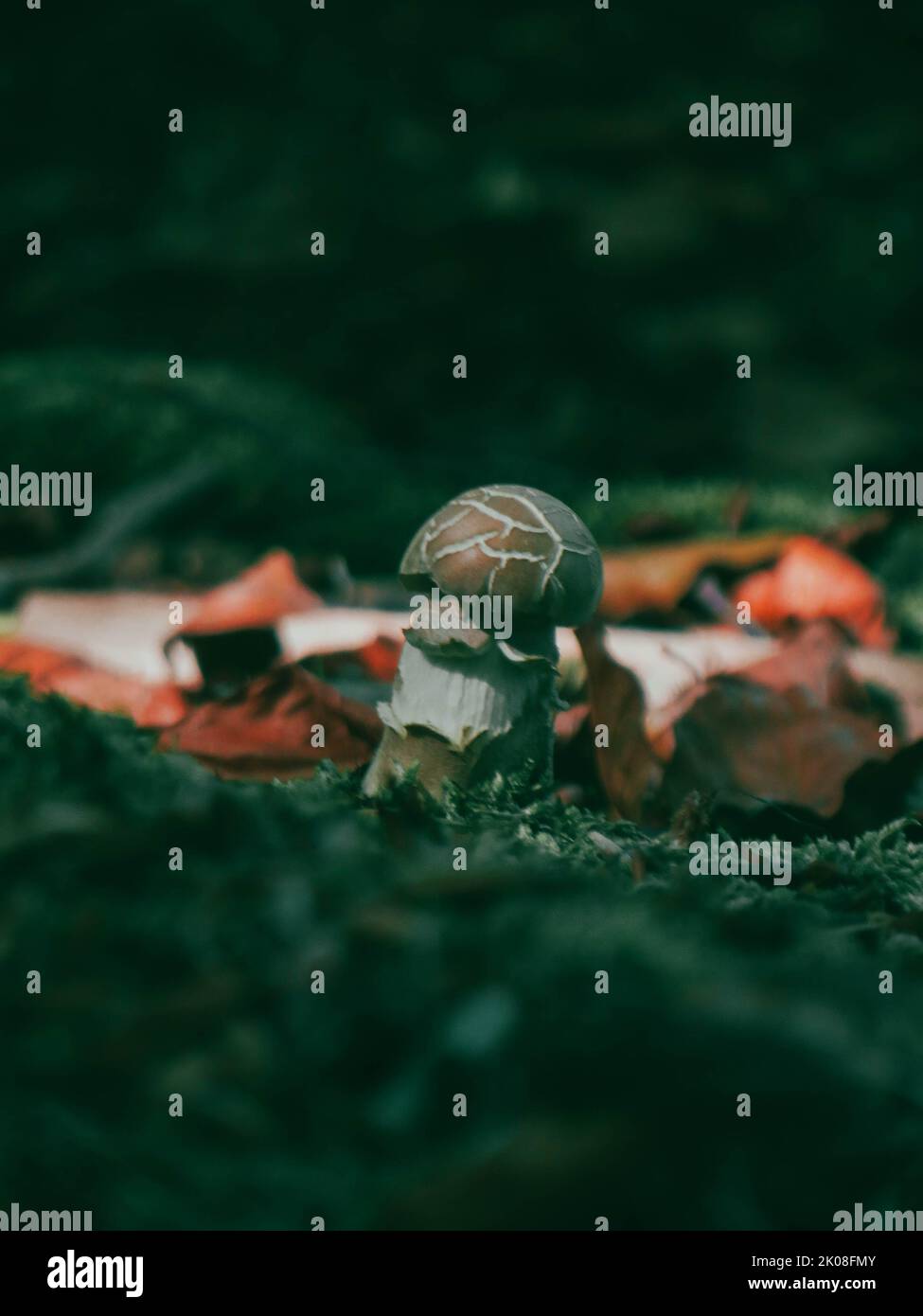 Mushroom and animal hi-res stock photography and images - Alamy