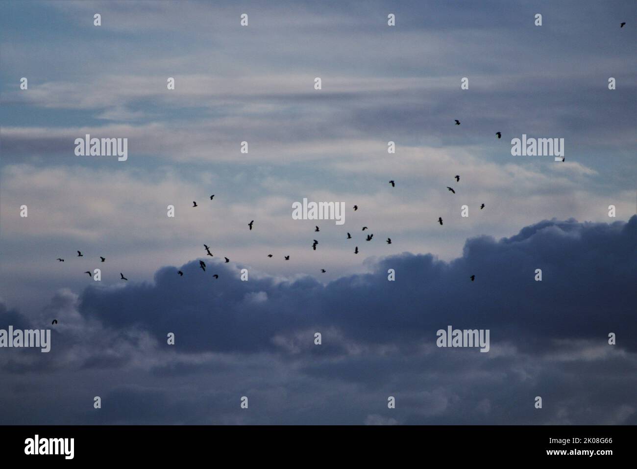 Birds flying freely through a blue cloudy sky Stock Photo - Alamy