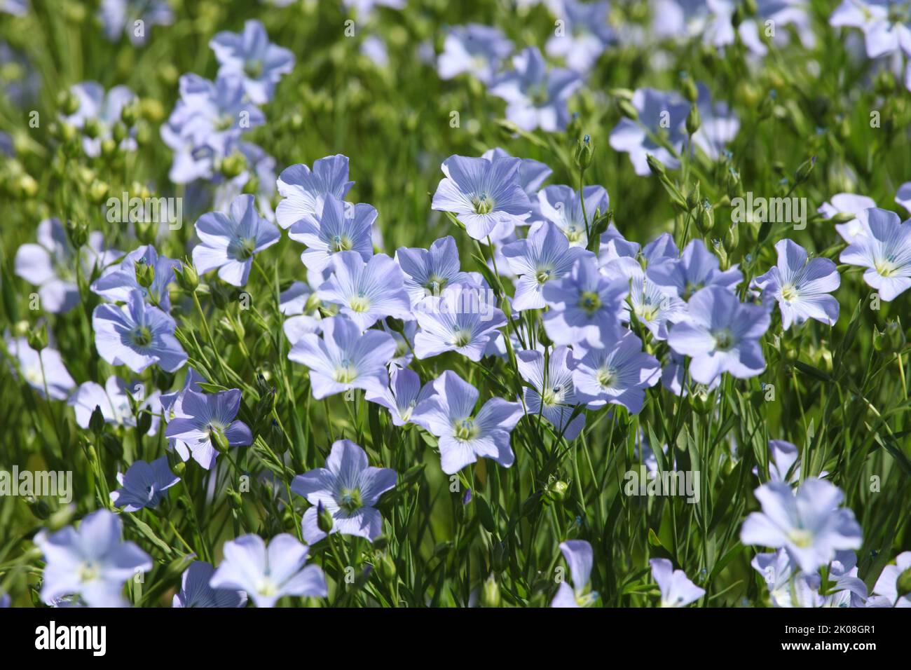 Blue flax flowering in the field, Surrey, UK Stock Photo - Alamy
