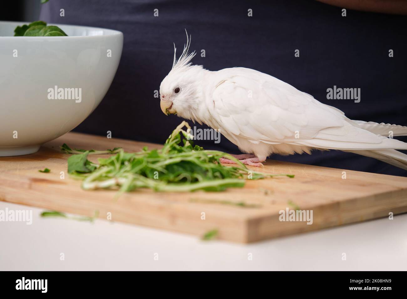 Albino cockatiel eating the rests of swiss chard its owner is preparing ...